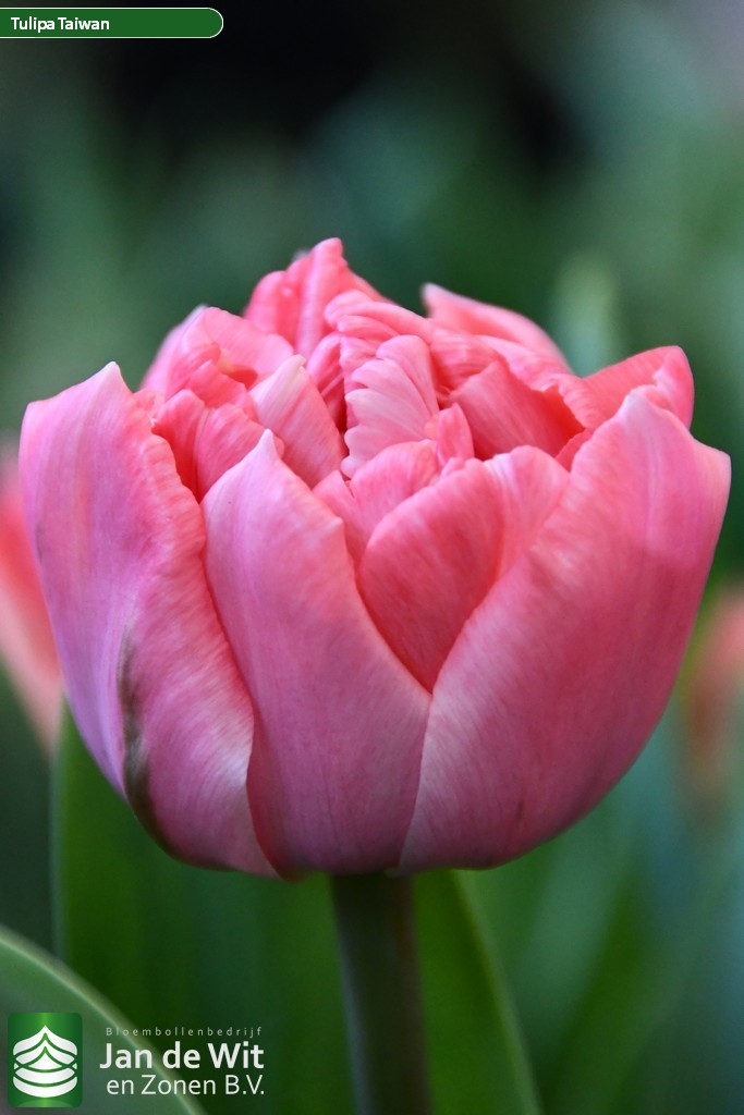 Taiwan ® | Tulip | Jan de Wit en Zonen B.V.